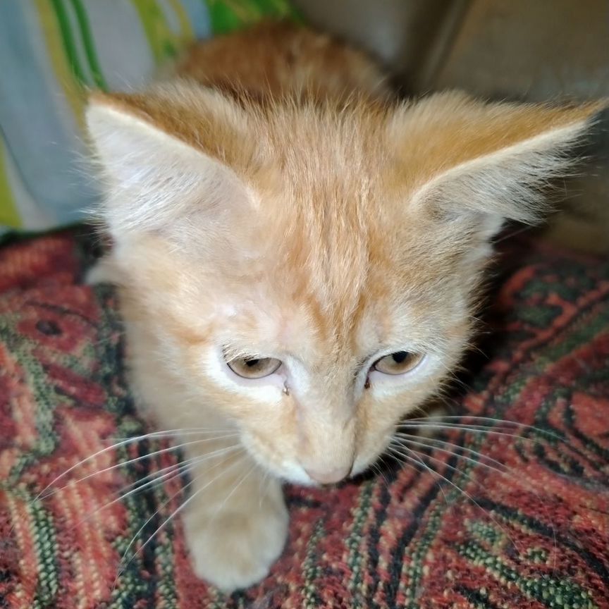 Сибирский котёнок