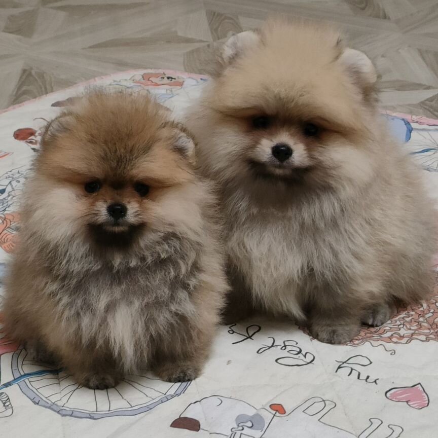 Померанский шпиц, щенок