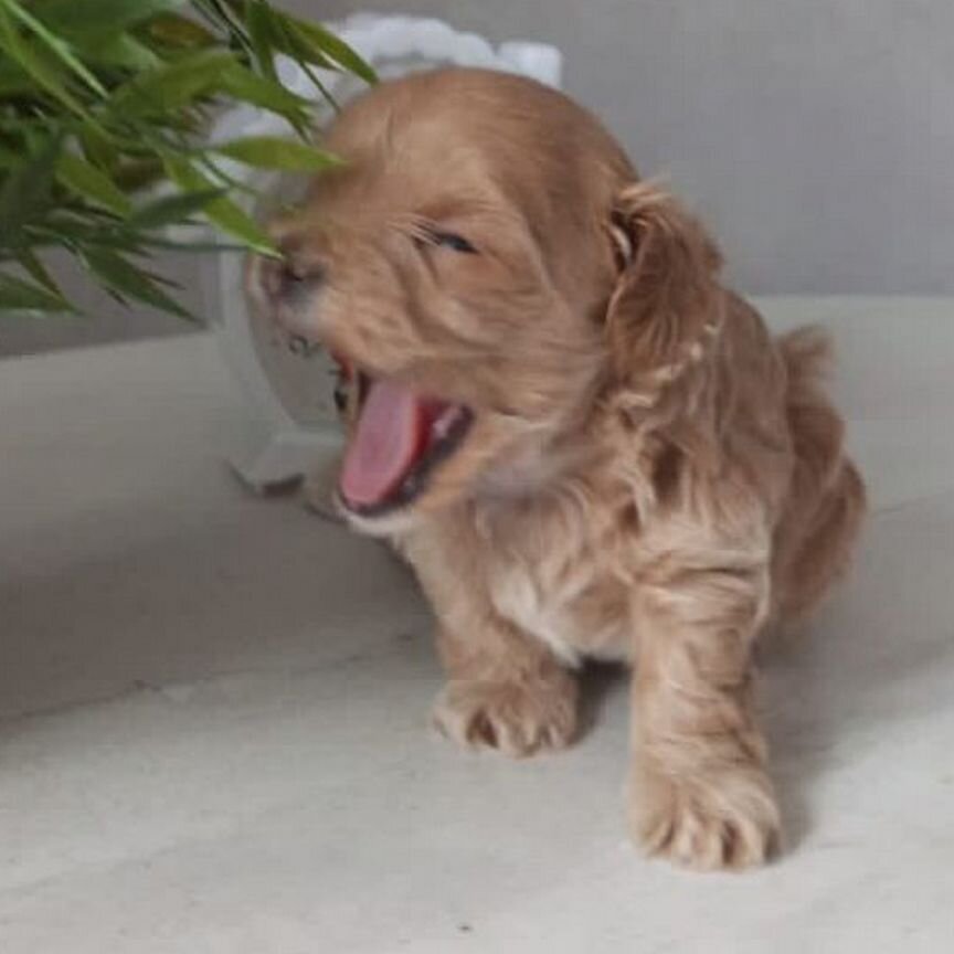 Мальтипу, щенок