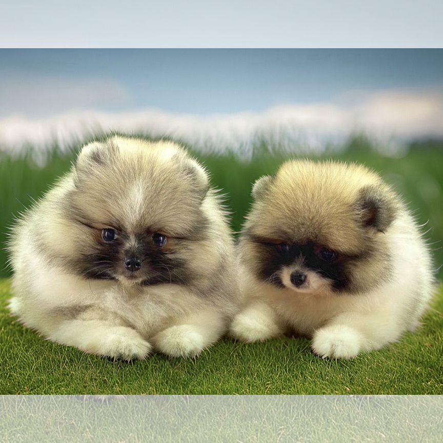 Померанский шпиц, щенок