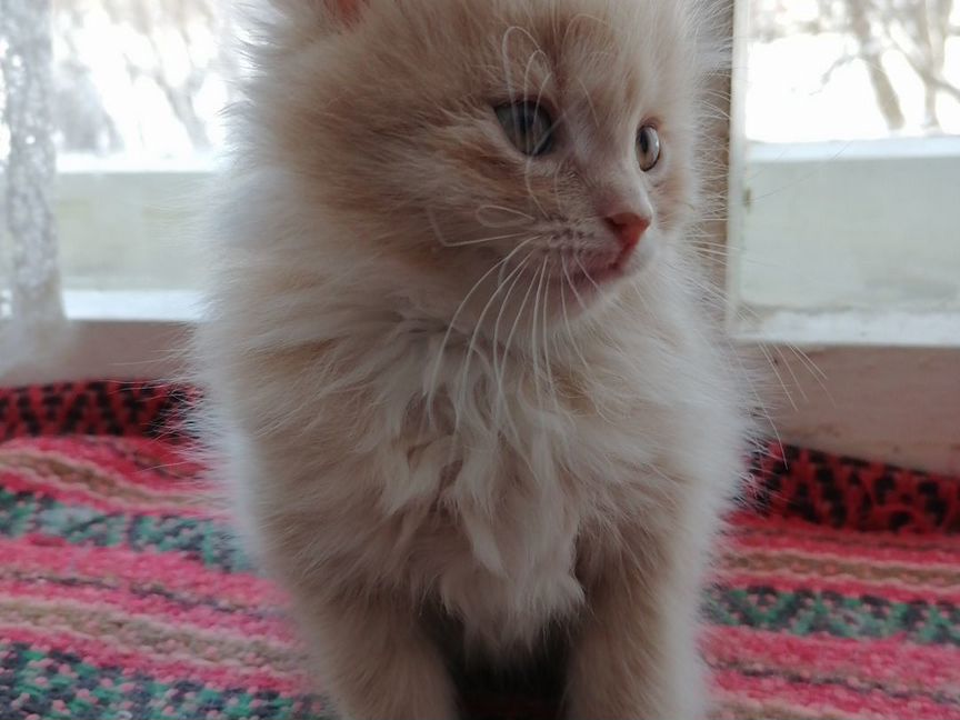 Отдам в добрые руки