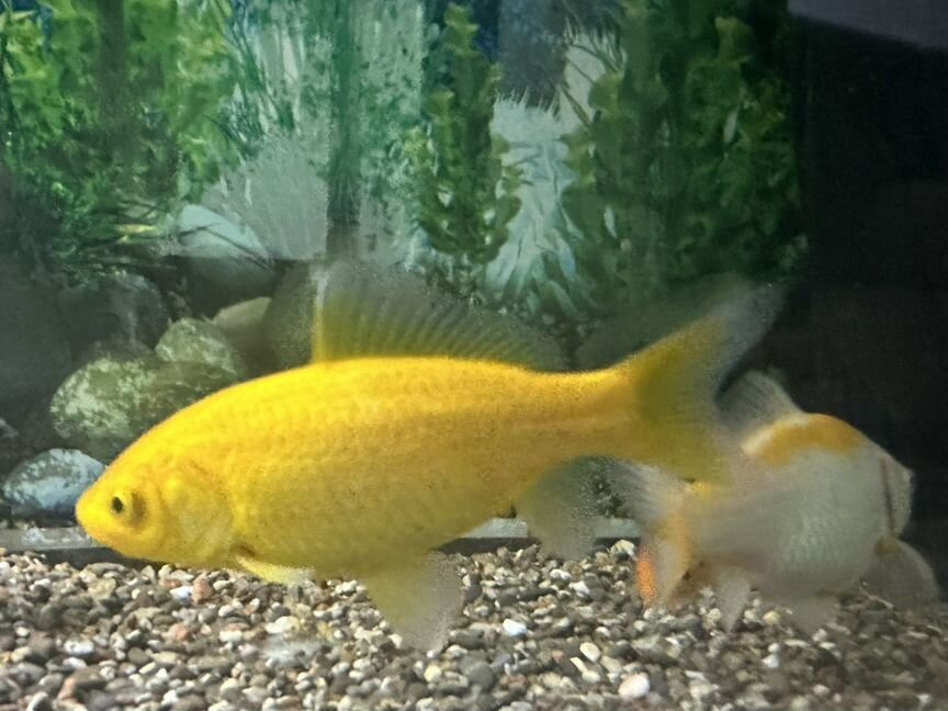 Золотая рыбка сюрприз комета