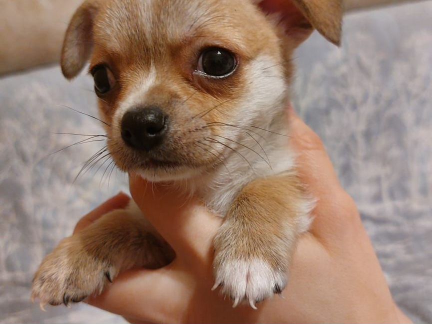 Щенок чихуахуа