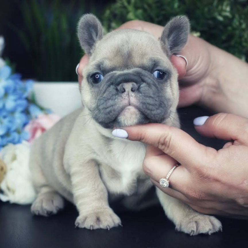 Мальчик Французик от Чемпиона