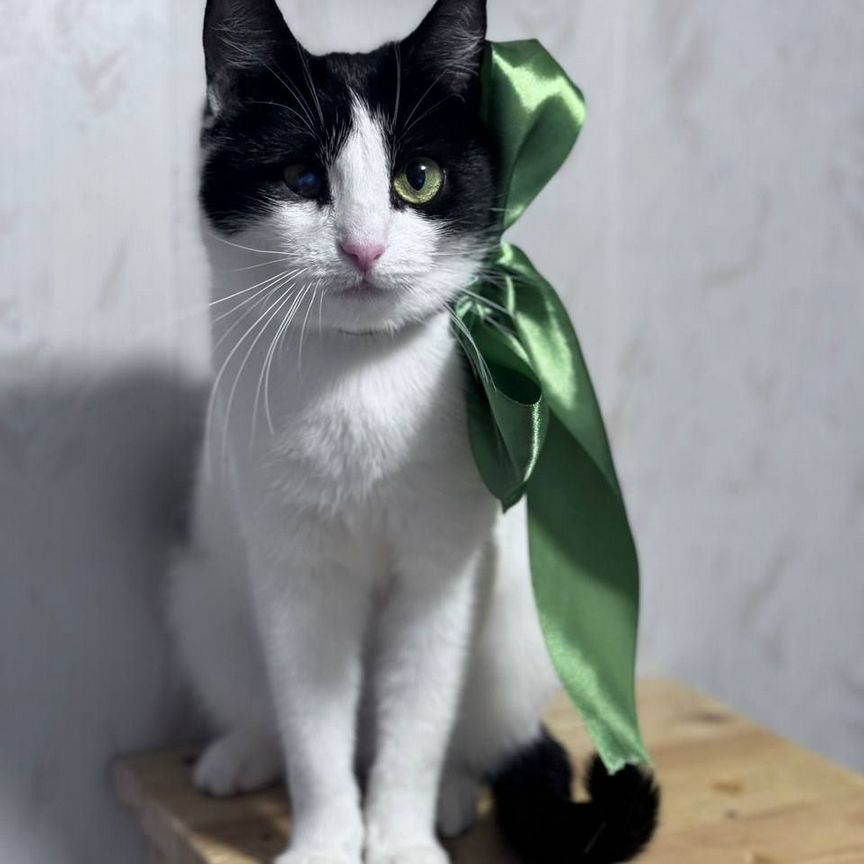 Кошечка Джулия милая и ласковая. Живет в приюте