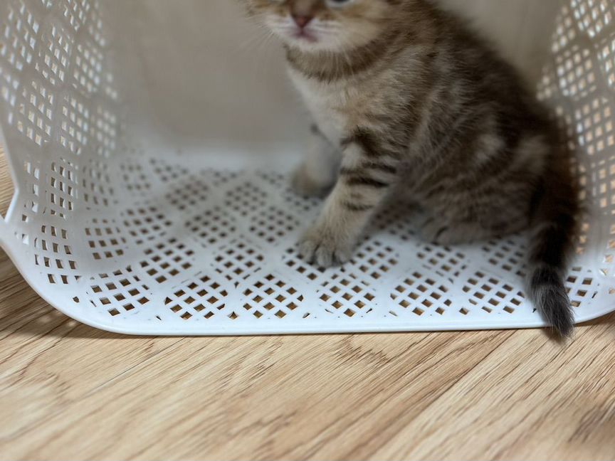 Шотландские вислоухие котята