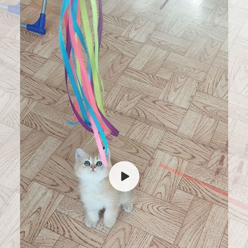 Шотландский прямоухий короткошёрстный котёнок