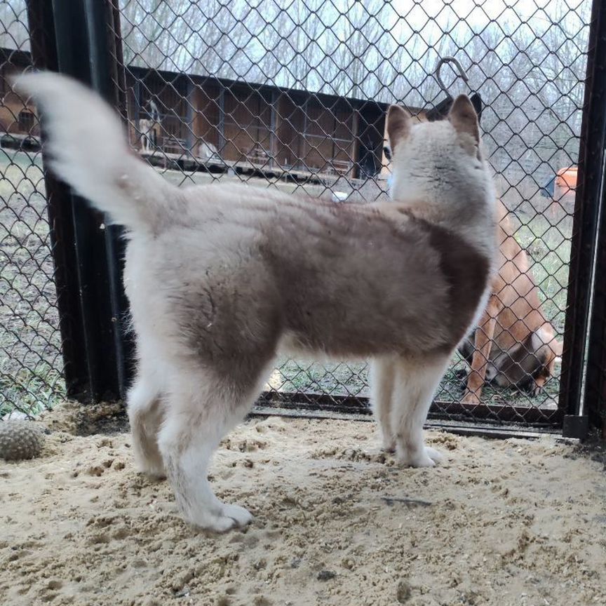 Сибирский хаски, щенок