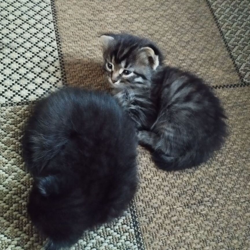 Кошки в добрые руки