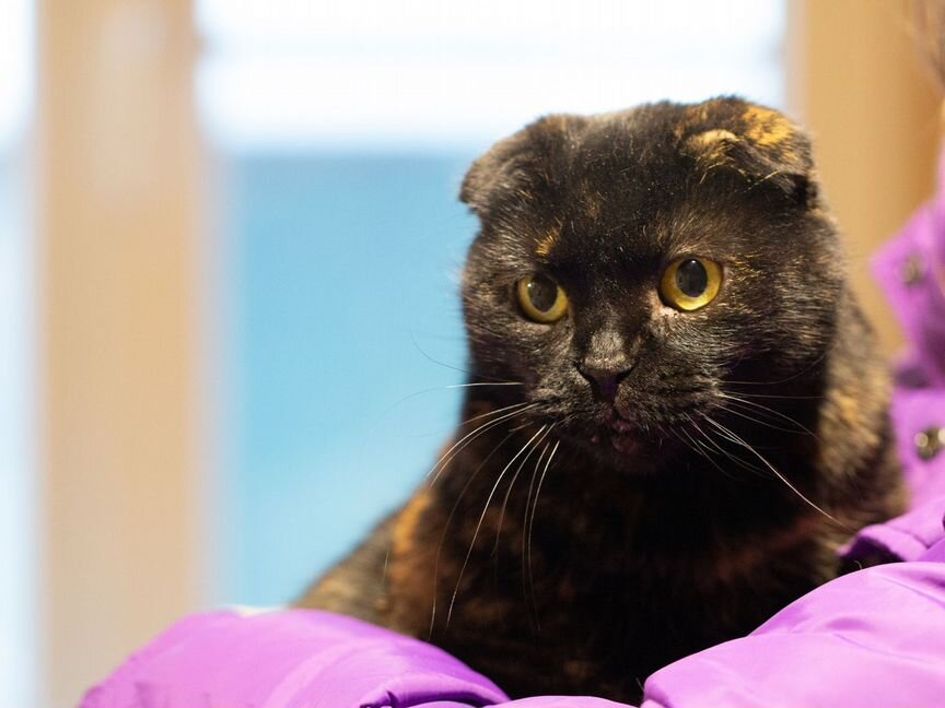 Шотландская вислоухая Чифу ищет дом