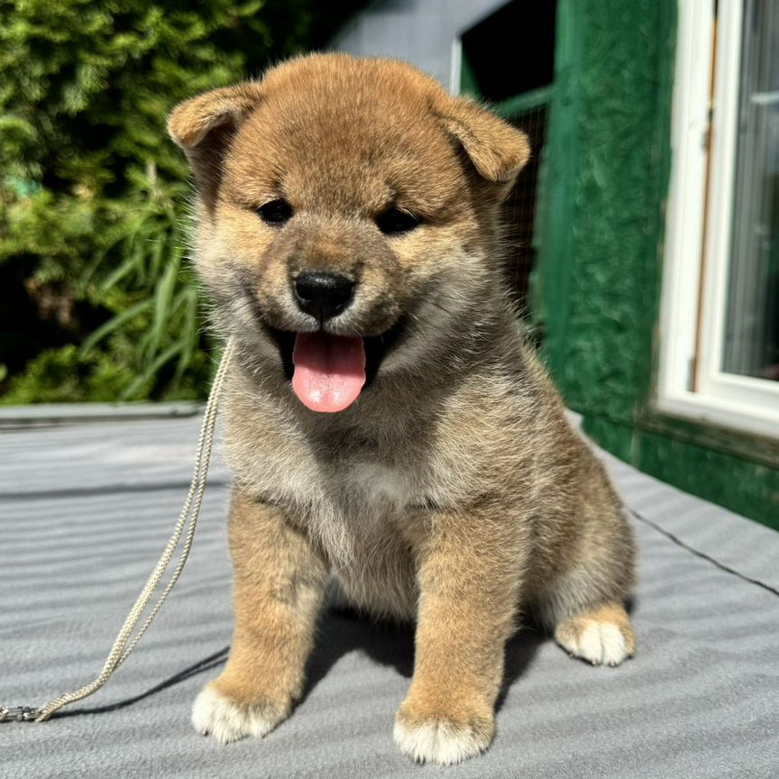 Любимые Сибушки. Сиба ину щенки