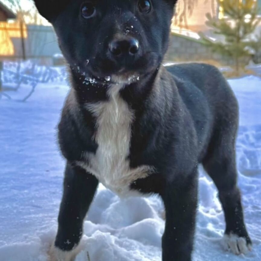 Щенки
