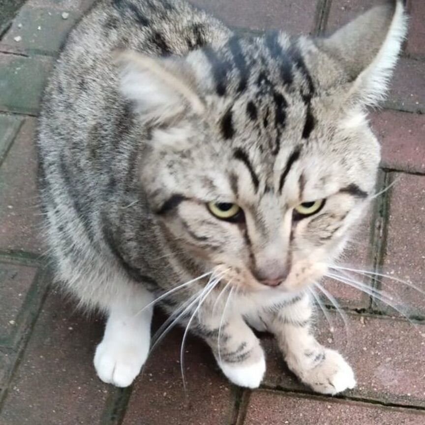 Взрослая кошка в добрые руки