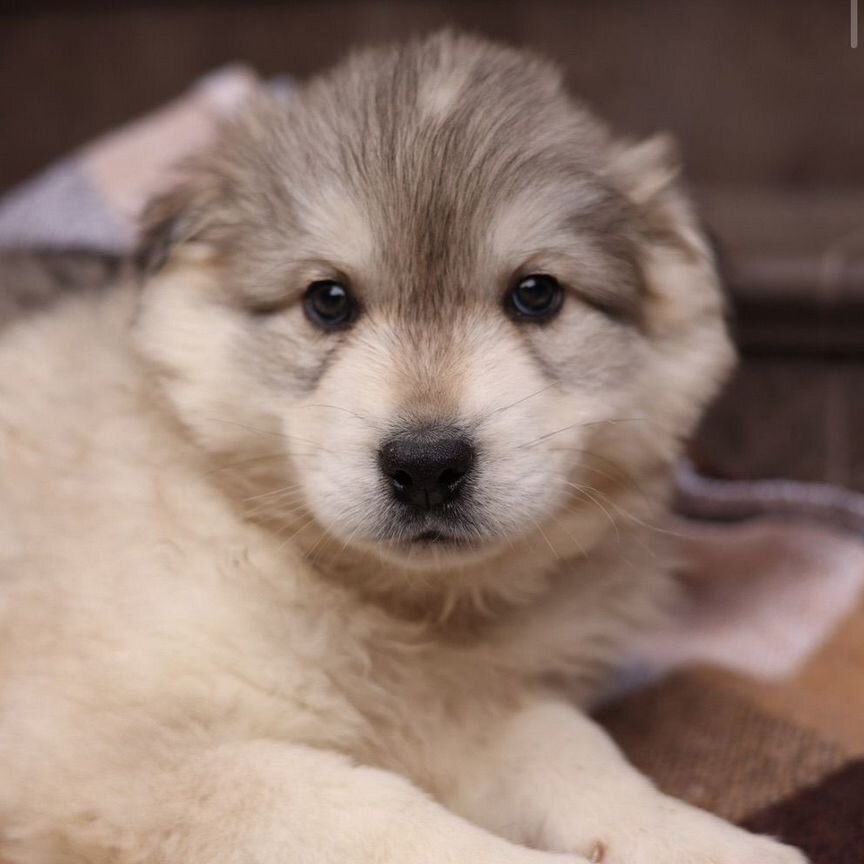 Щенки сибирской хаски и немецкой овчарки