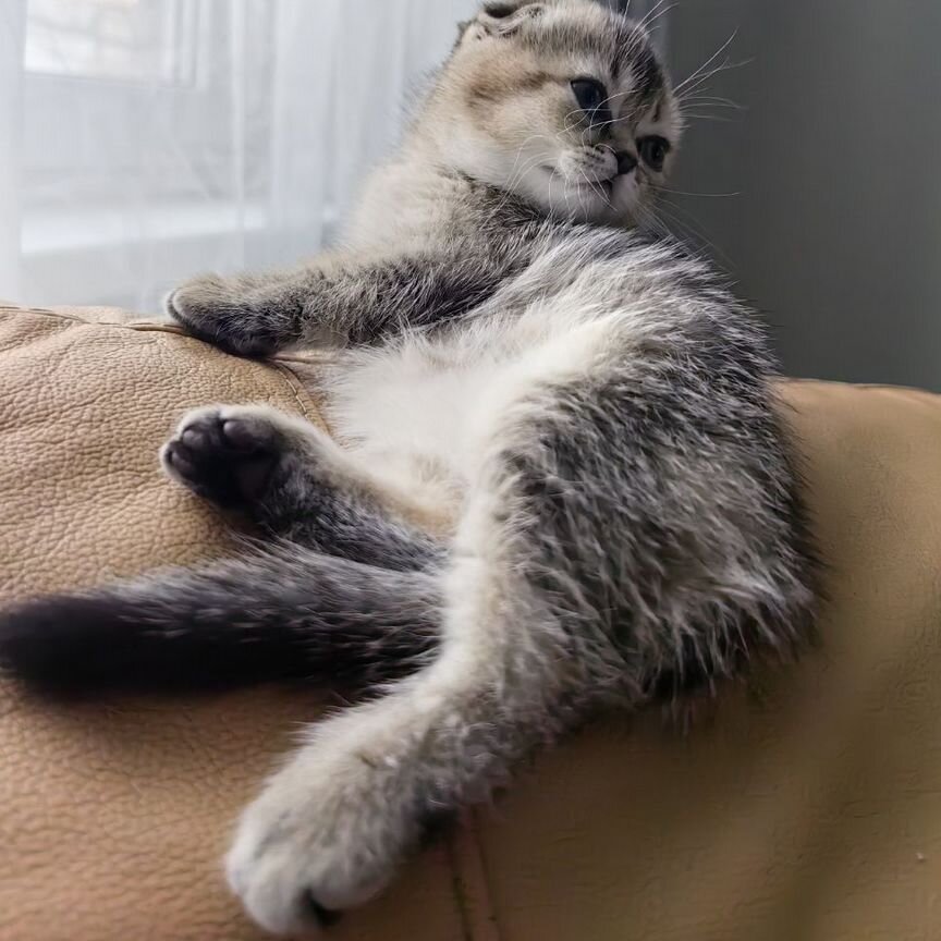 Шотландская серебряная шиншилла