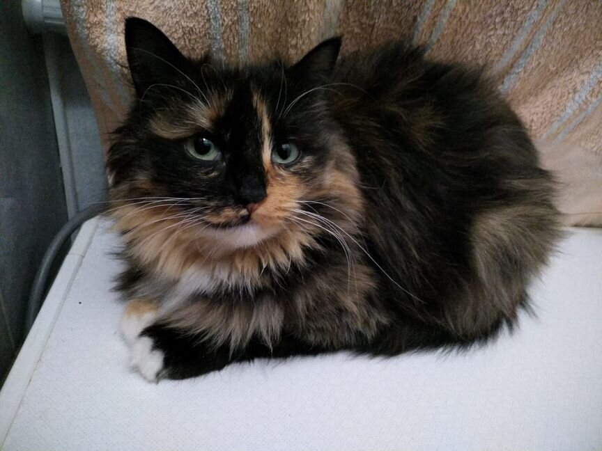 Дусечка ищет свою семью