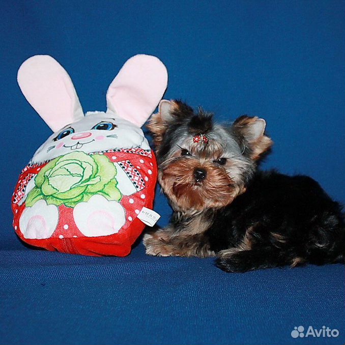 Мальчик для разведения и души