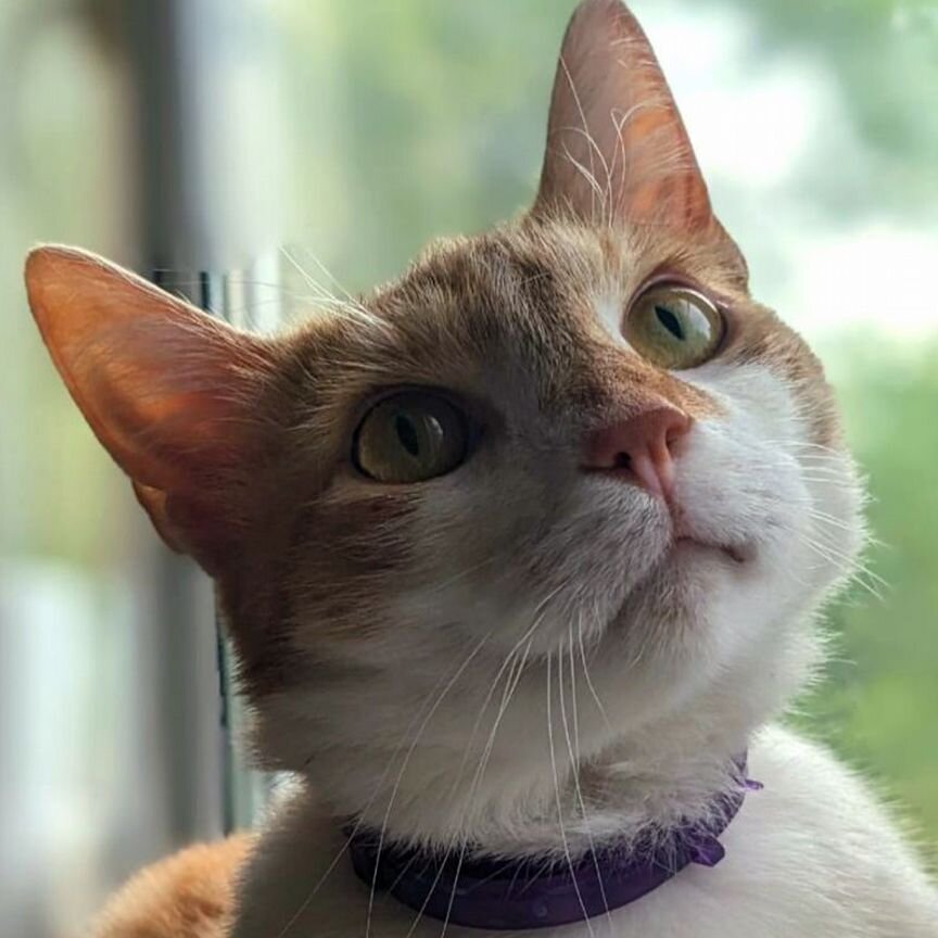 Взрослый кот в добрые руки