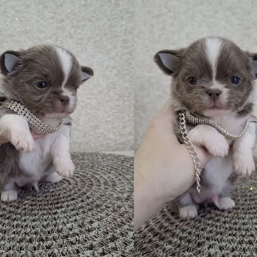 Чихуахуа, щенок