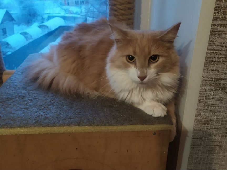 Рыжий кот из приюта,котик рыжик