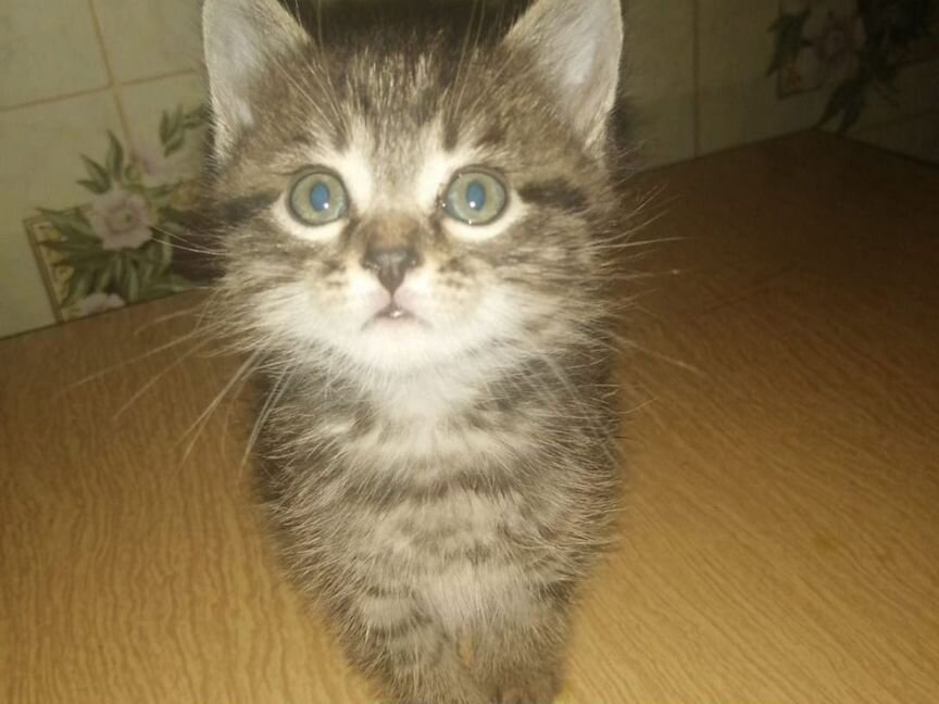 Котята в дар