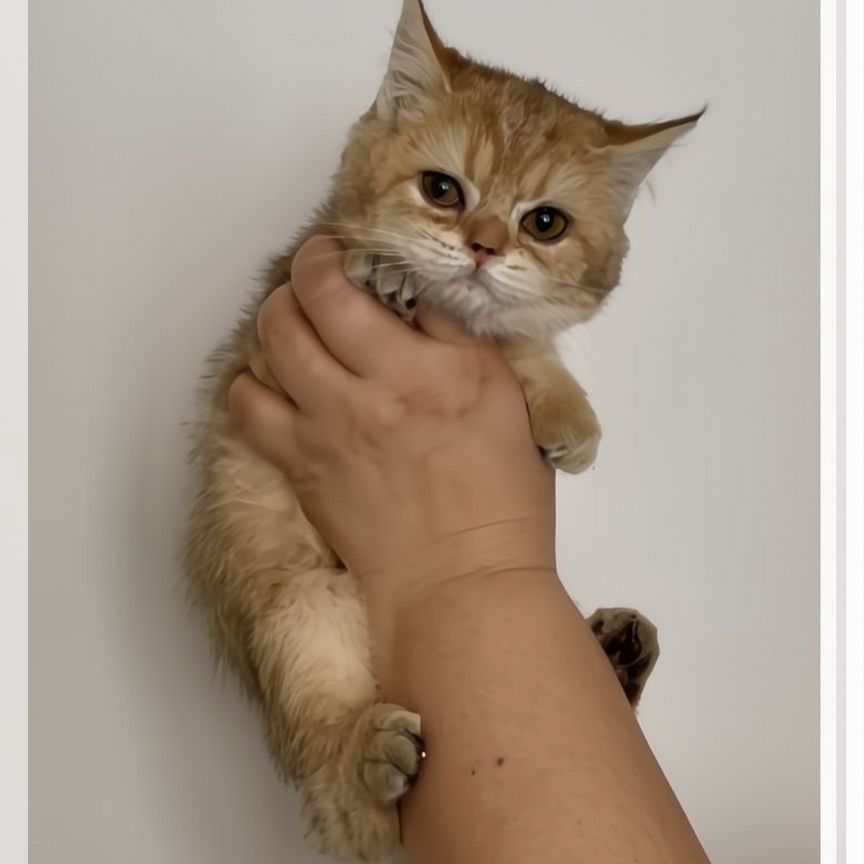 Шотландский прямоухий короткошёрстный котёнок