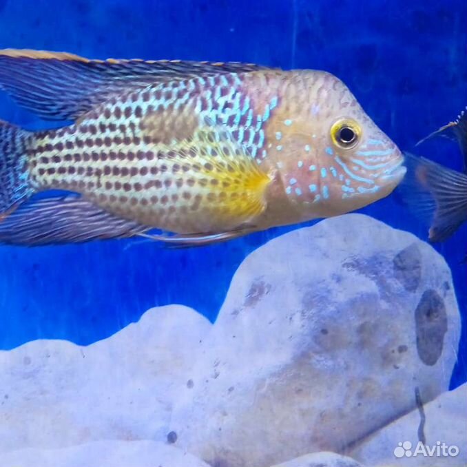 Рыбки, в ассортименте, возможен опт и доставка