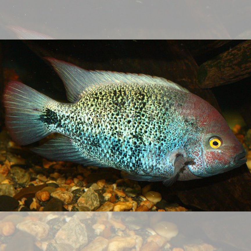 Американские цихлиды