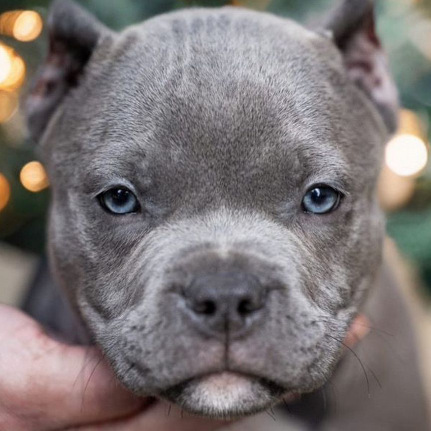 Американский булли, щенок