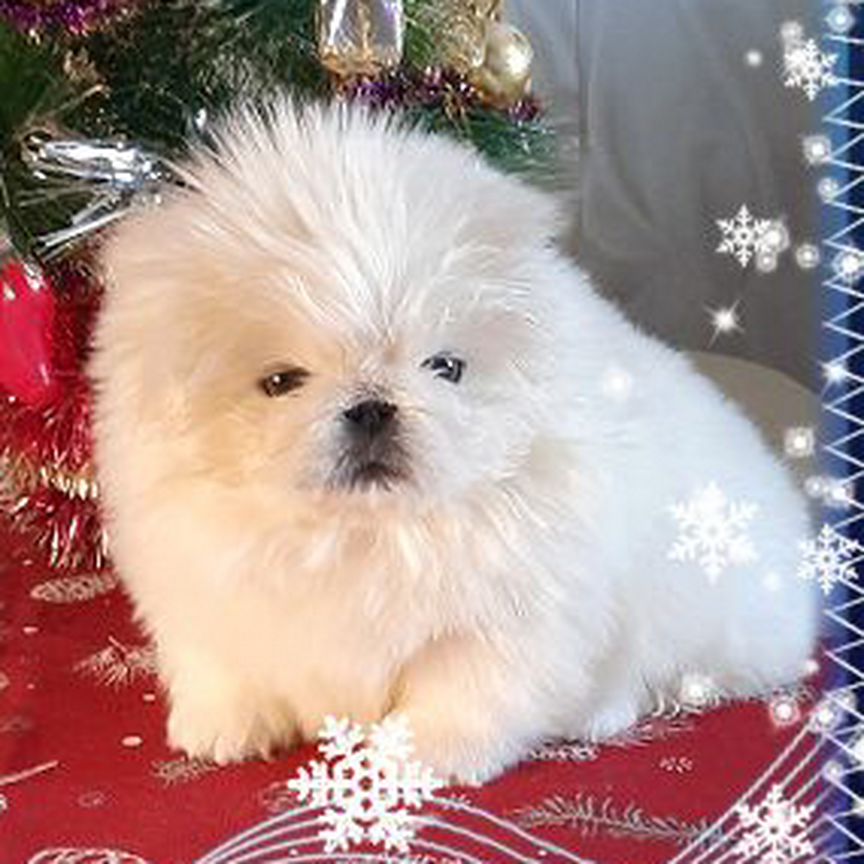 Пекинес, щенок