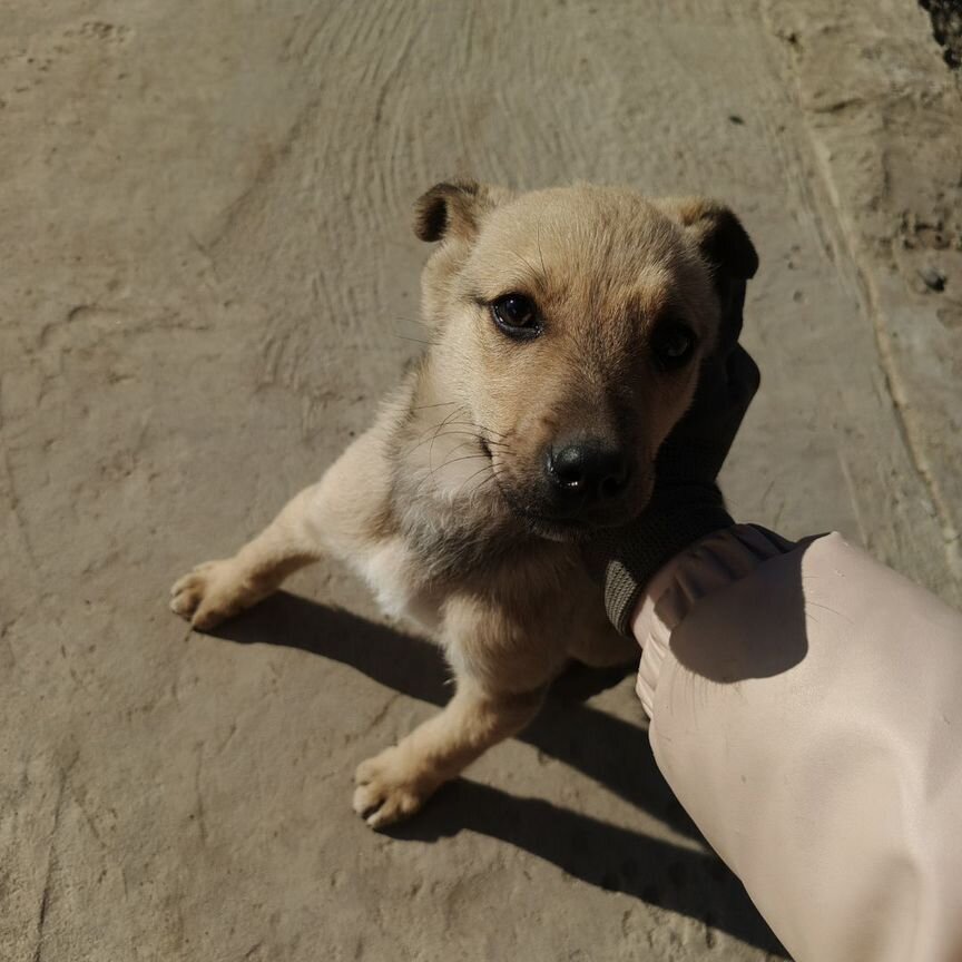 Щенок мальчик