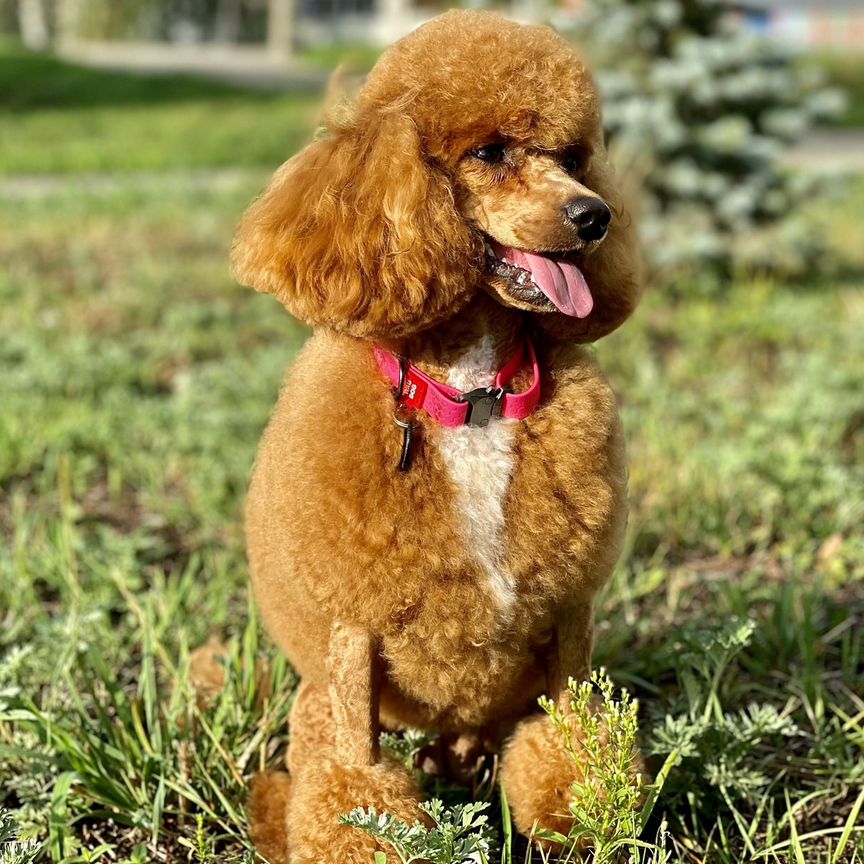 Той-пудель, щенок