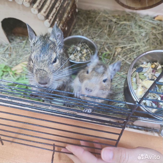 2 белки дегу (чилийская белка) бесплатно