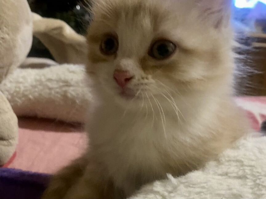 Персикивый которебёнок мальчик