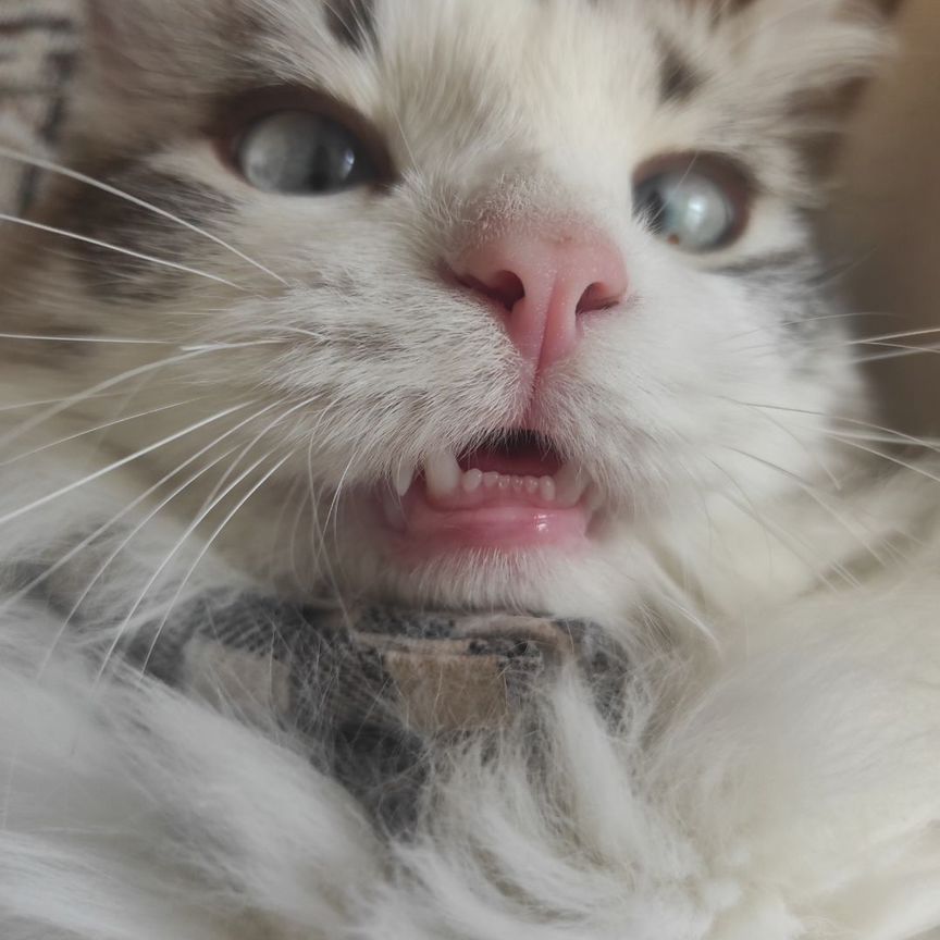 Отдам котенка