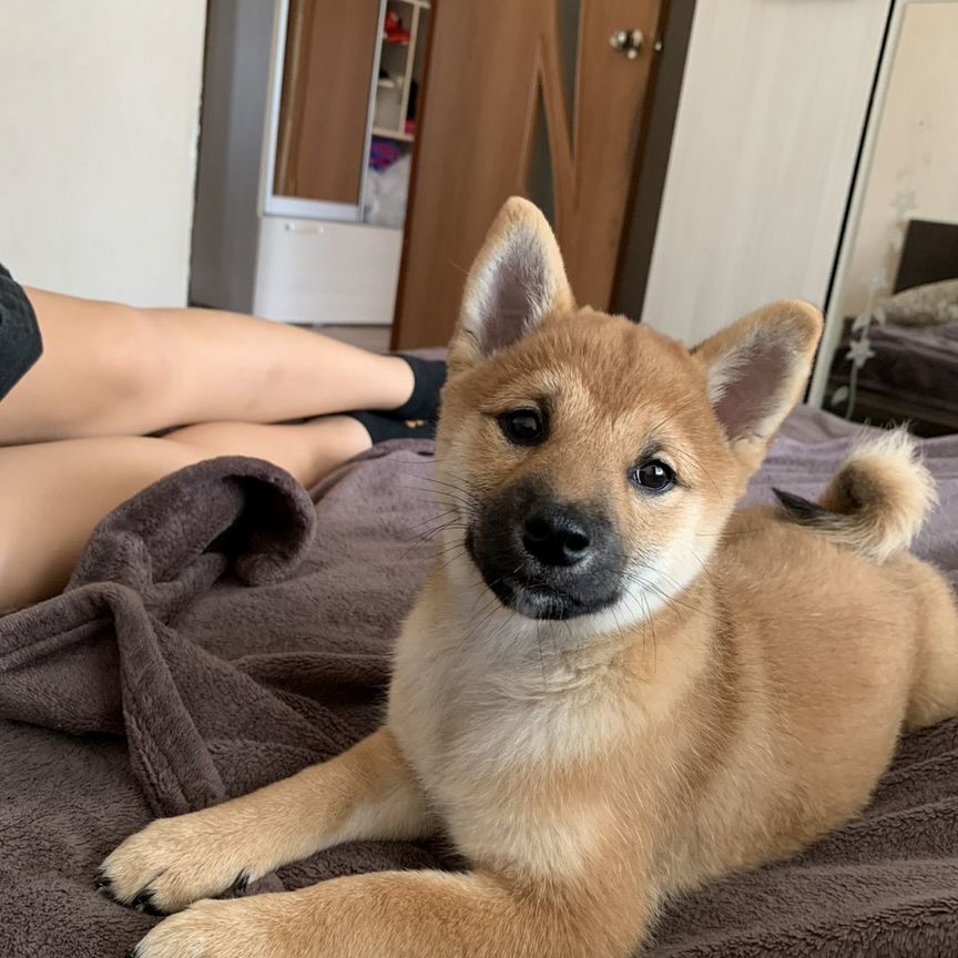 Отдам щенка в добрые руки,порода сиба ину