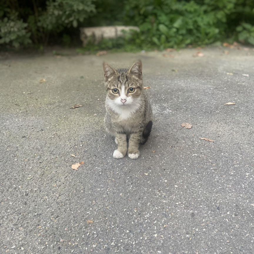 Котята ищут вашу любовь
