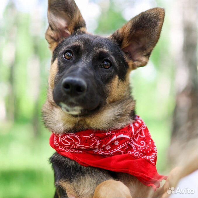 Джун щенок метис овчарки из приюта