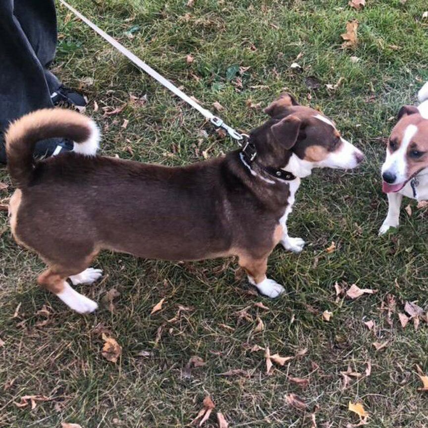 Собачка чуть больше таксы ищет дом