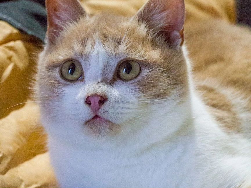 Кот Лео