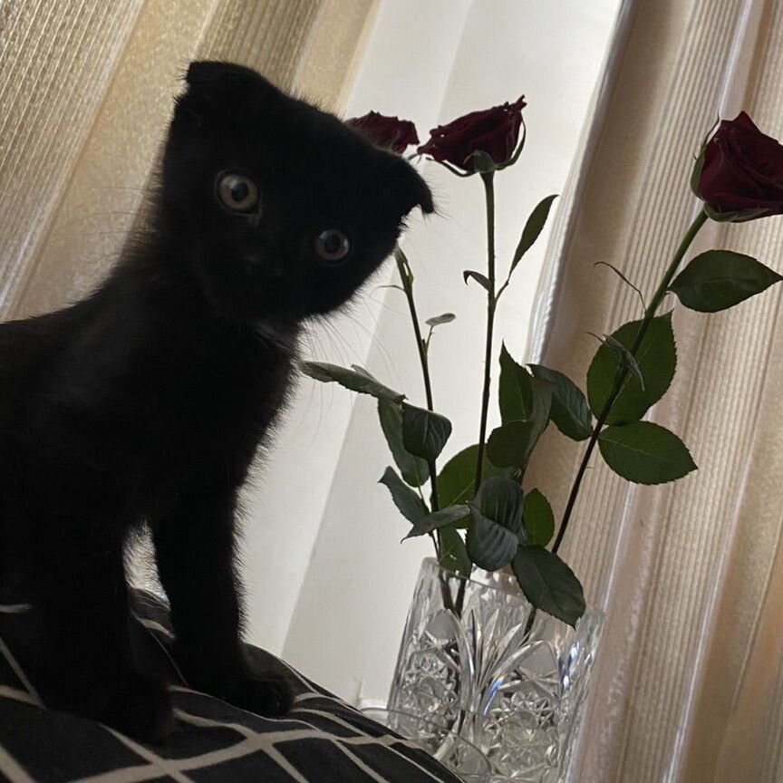 Отдам в добрые руки кота