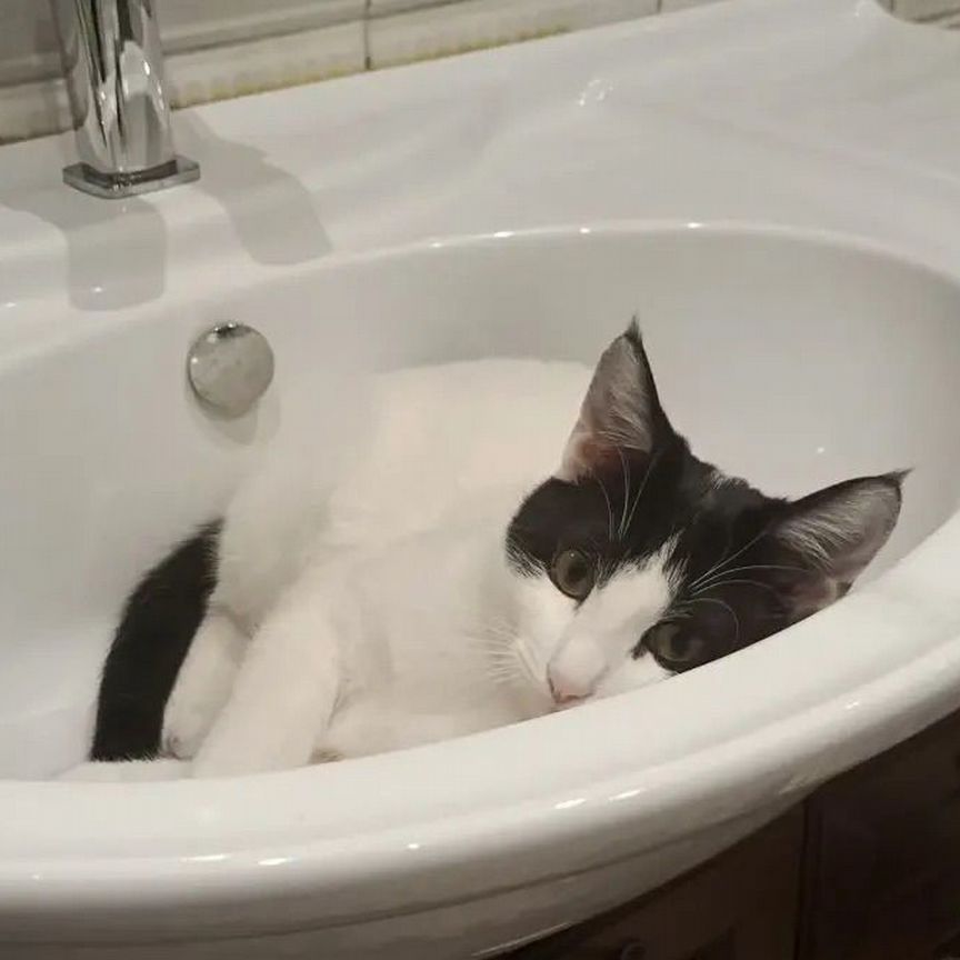 Котёнок в добрые руки