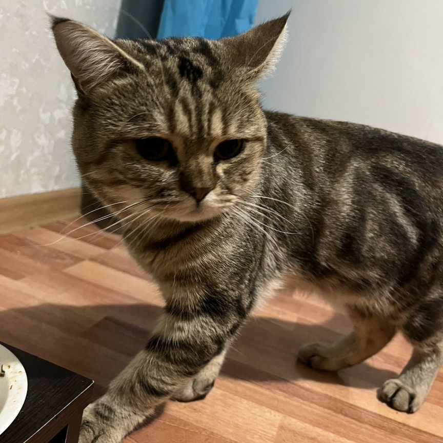 Британский кот
