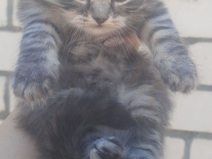 Шотландская вислоухая