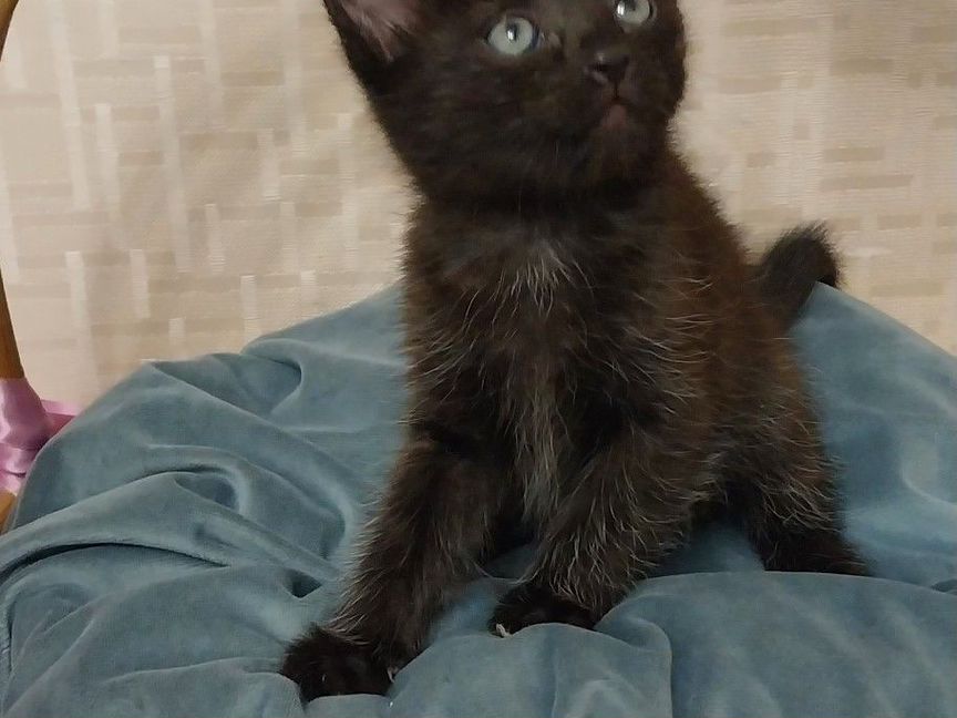 Кошка