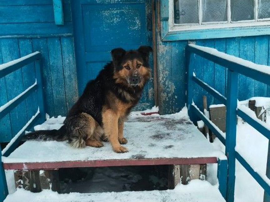 Собака в добрые руки отдам бесплатно