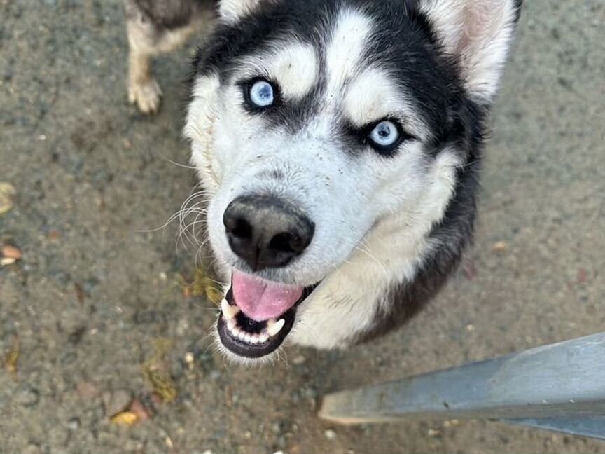 Отдам собаку в добрые руки Хаски