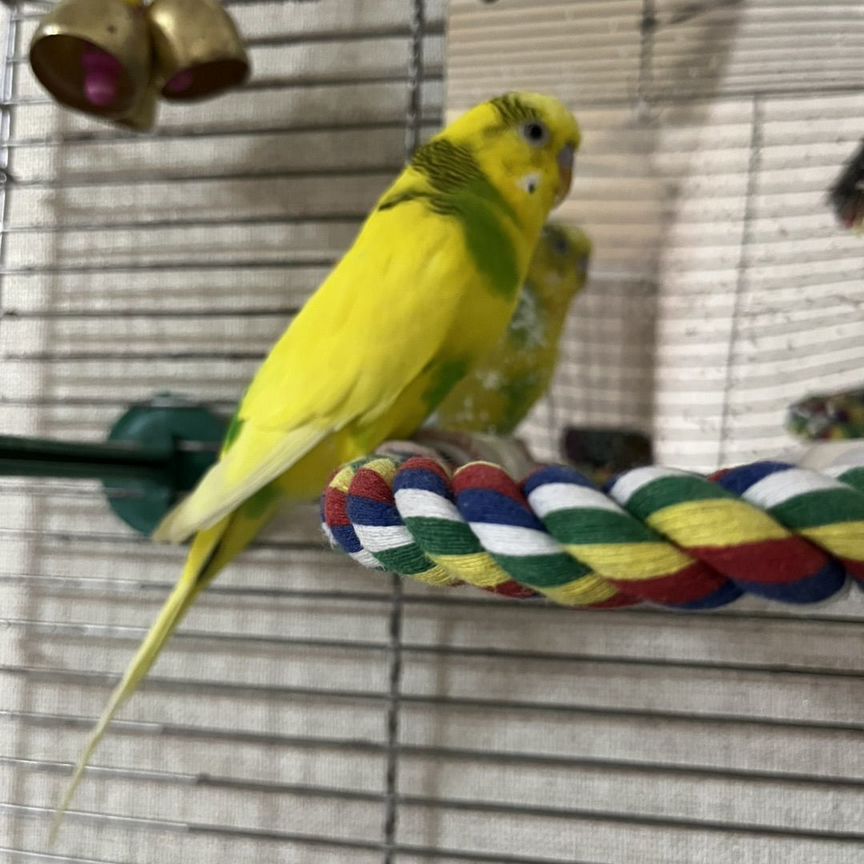 Волнистый попугай