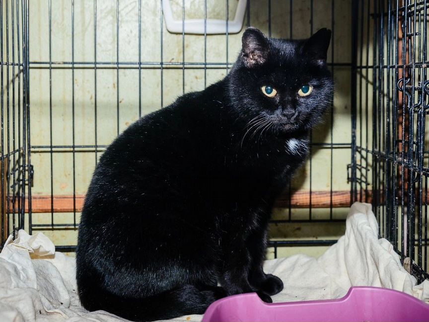 Кошка Николь