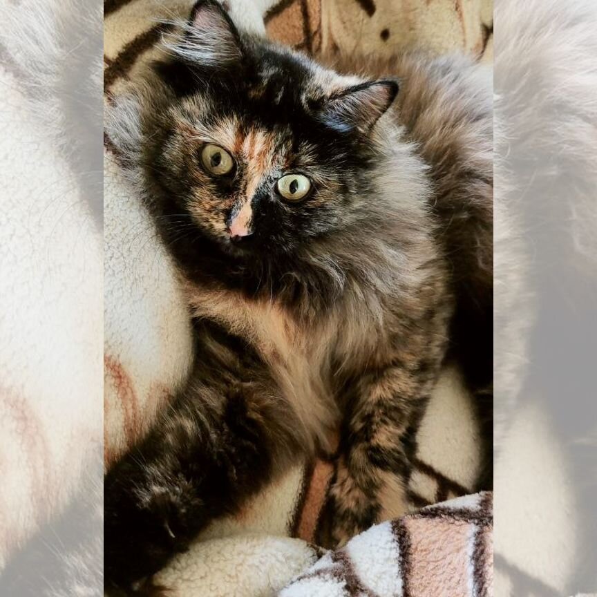 Норвежская лесная, взрослая кошка